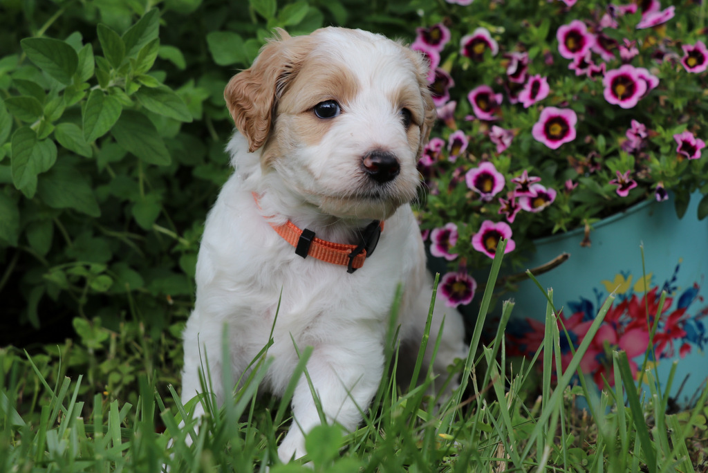Goldendoodle Puppies for Sale in North Carolina