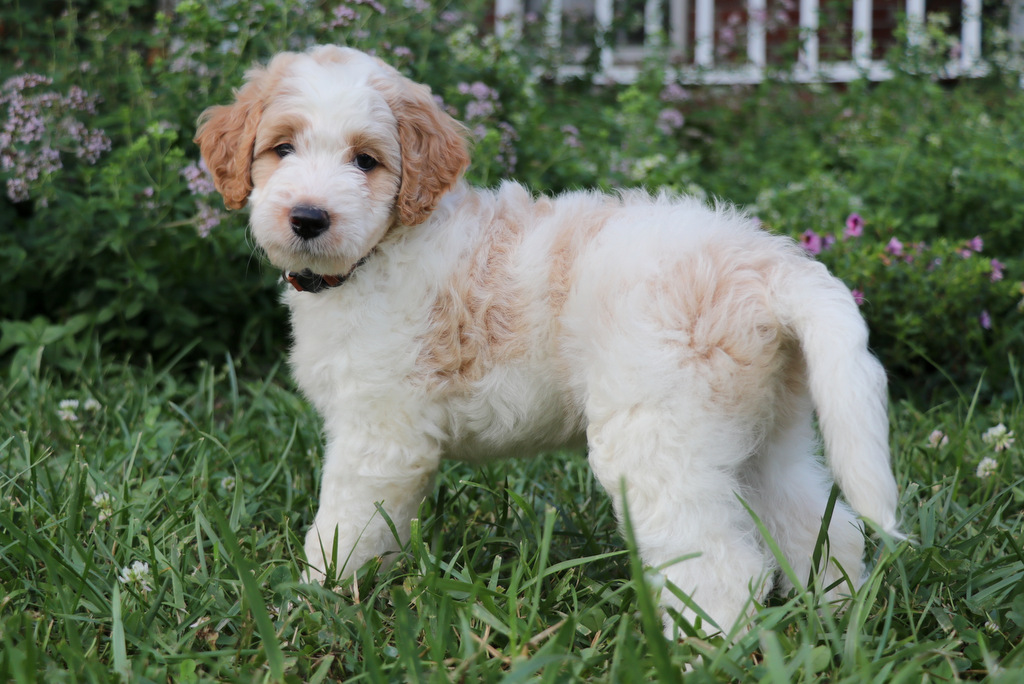 Goldendoodle Puppies for Sale in North Carolina