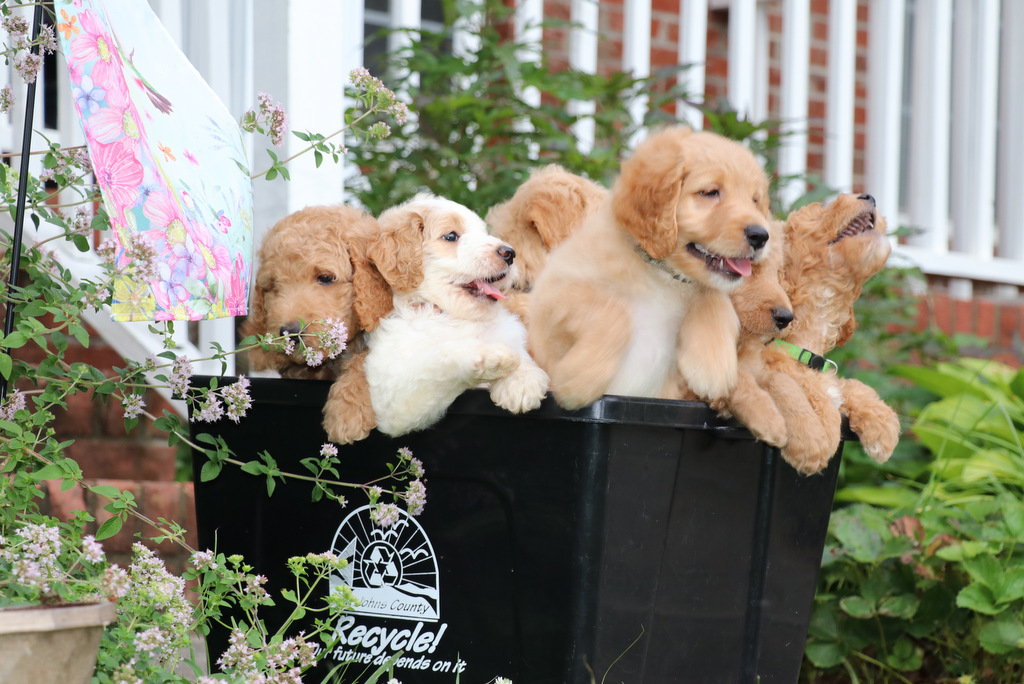 Goldendoodle Puppies for Sale in North Carolina