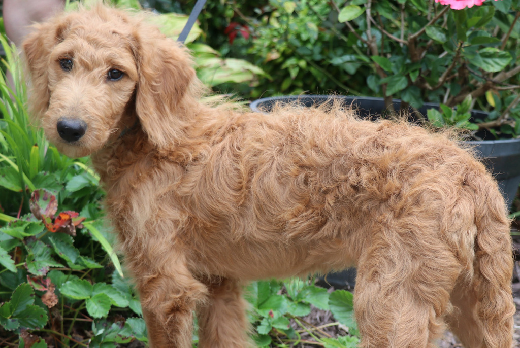 Goldendoodle Puppies for Sale in North Carolina