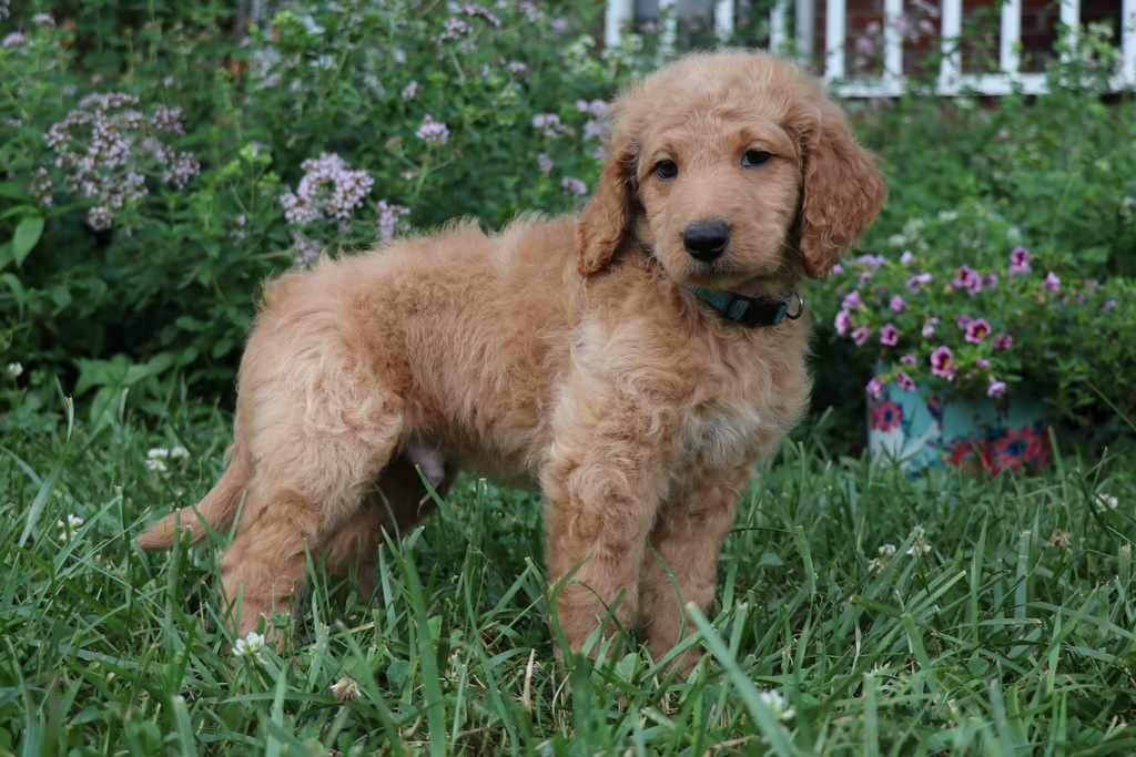 Goldendoodle Puppies for Sale in North Carolina