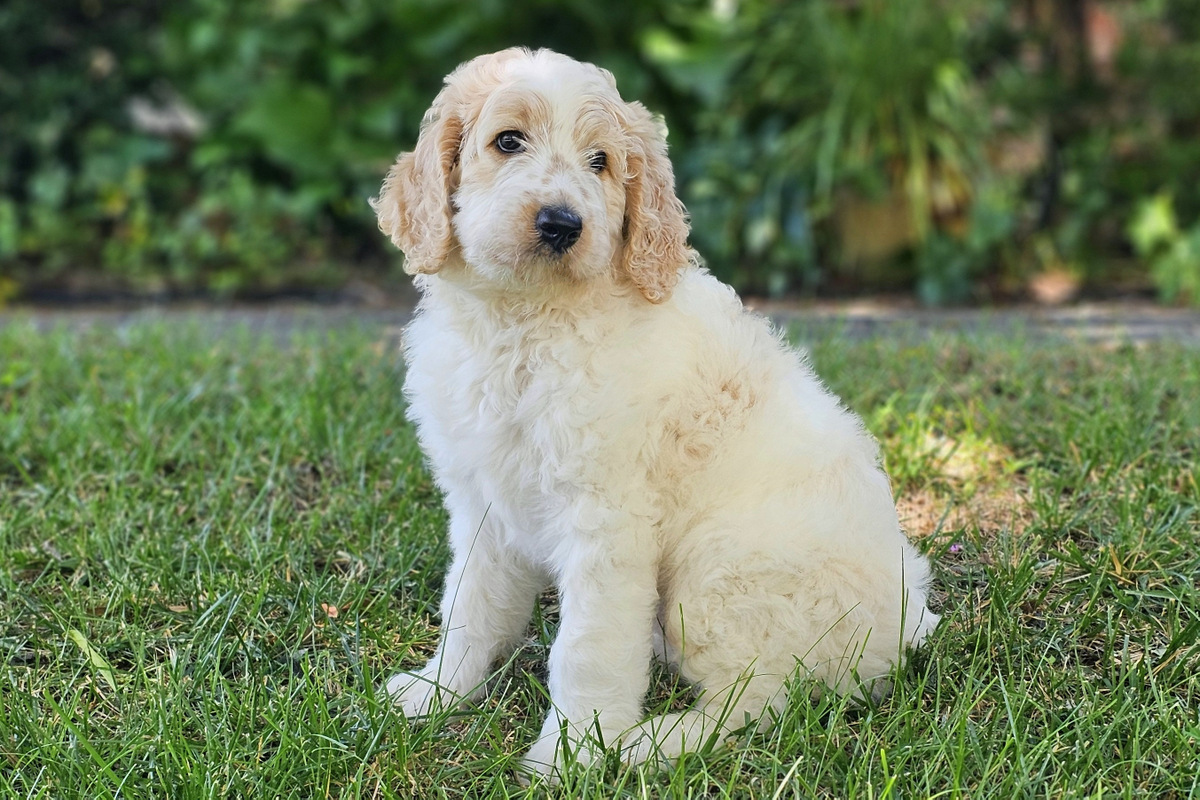 Goldendoodle Puppies for Sale in North Carolina